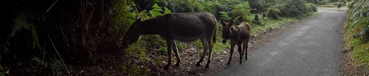 Frogham to Hampton Ridge – KnowNewForest