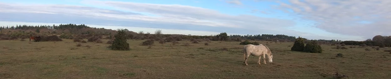 Stoney Cross – KnowNewForest