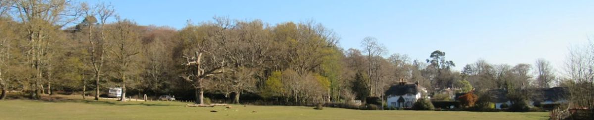 Emery Down (Cut Walk) – KnowNewForest